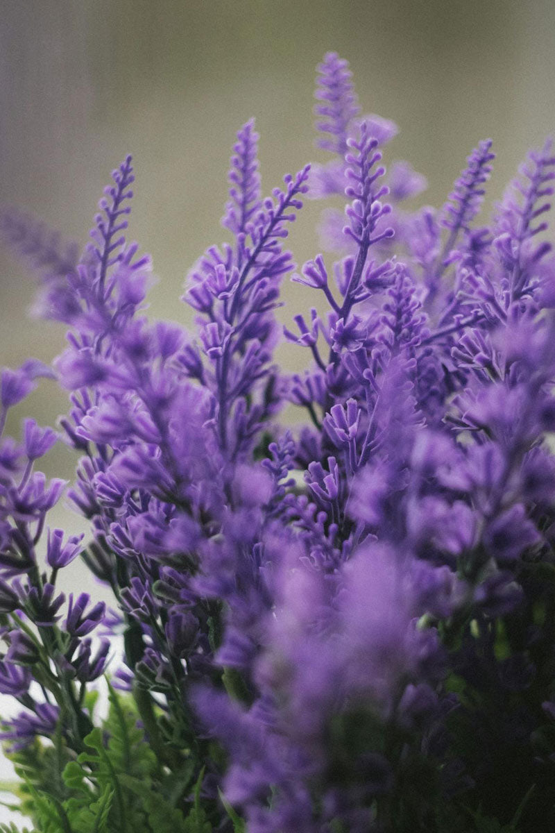 About Us – OM Botanical